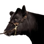Cow Halters - FarmShop Australia